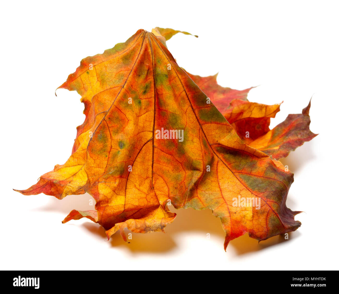 Dried up crumpled leaf hi-res stock photography and images - Alamy