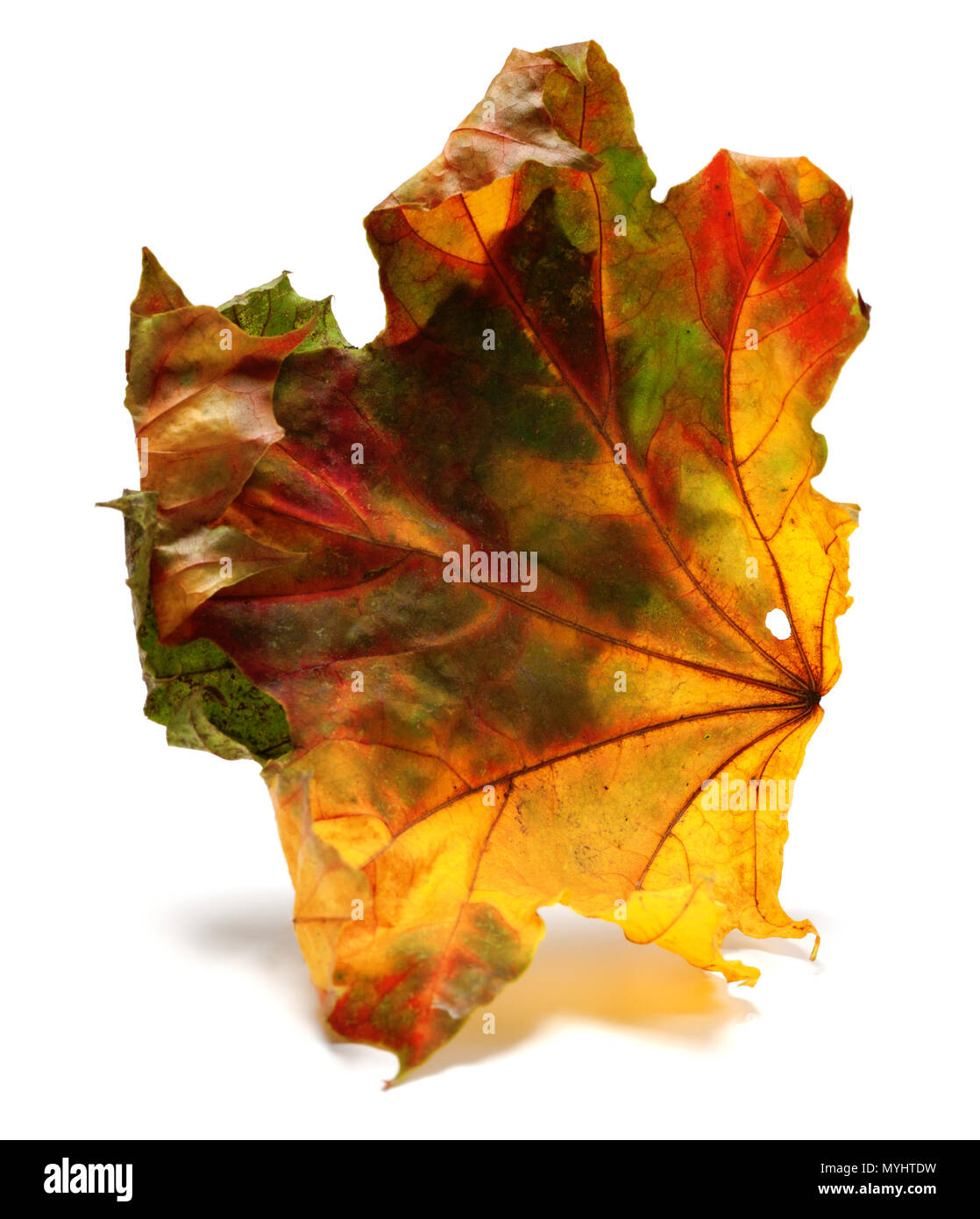 Dried up crumpled leaf hi-res stock photography and images - Alamy