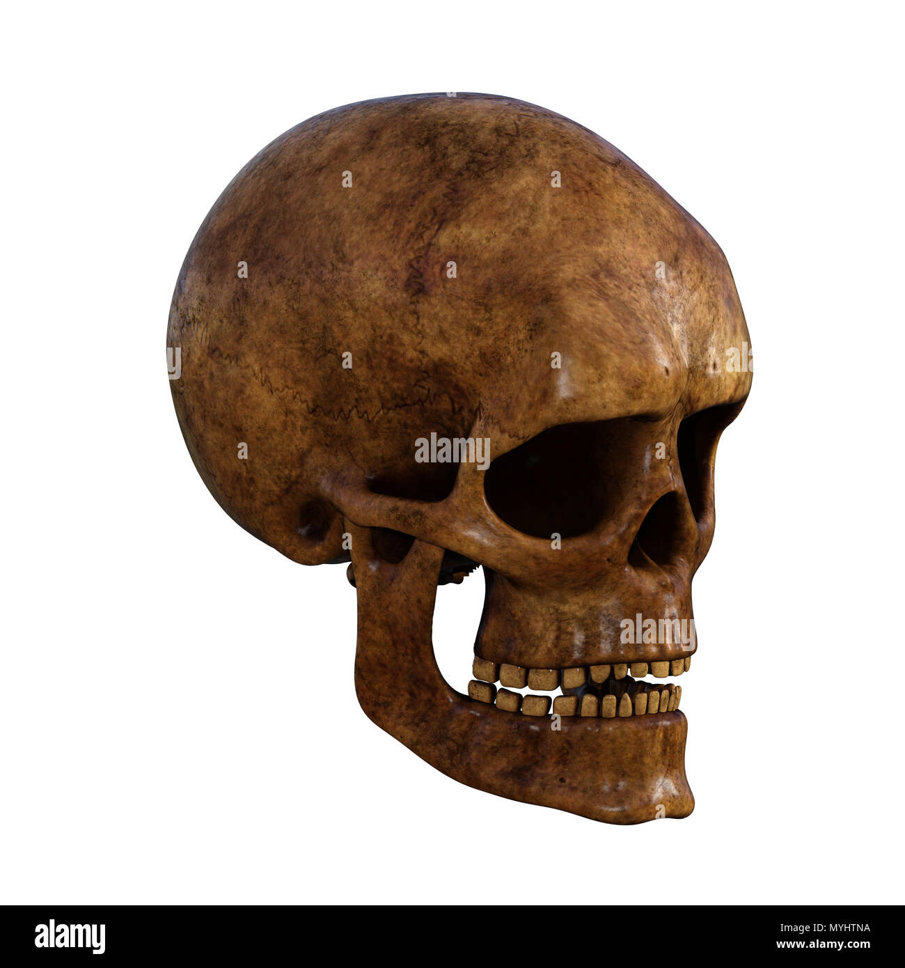 Human skull on old hi-res stock photography and images - Alamy