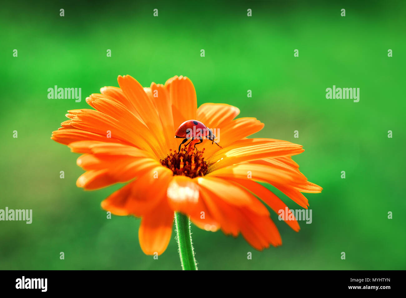Sun ladybug hi-res stock photography and images - Alamy