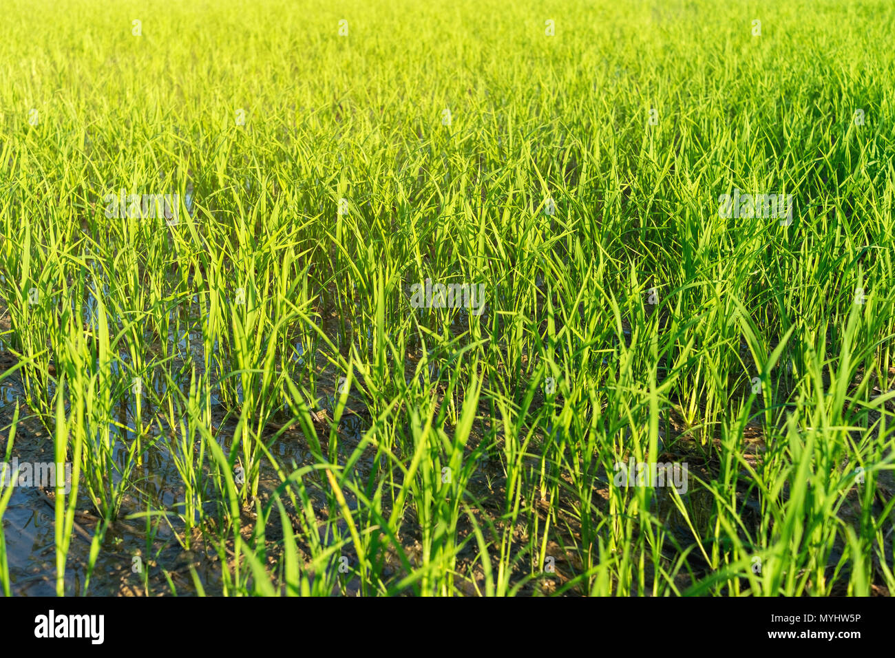 Landscape of greenfield and rice seedlings, A farms with the rice ...