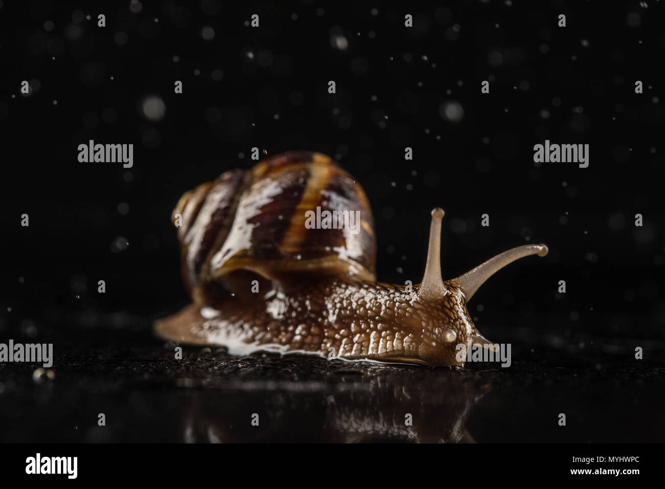 White garden snail hi-res stock photography and images - Alamy