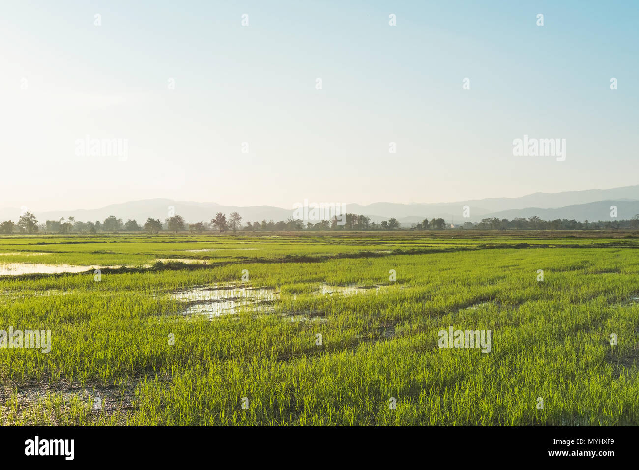 Landscape of greenfield and rice seedlings, A farms with the rice ...