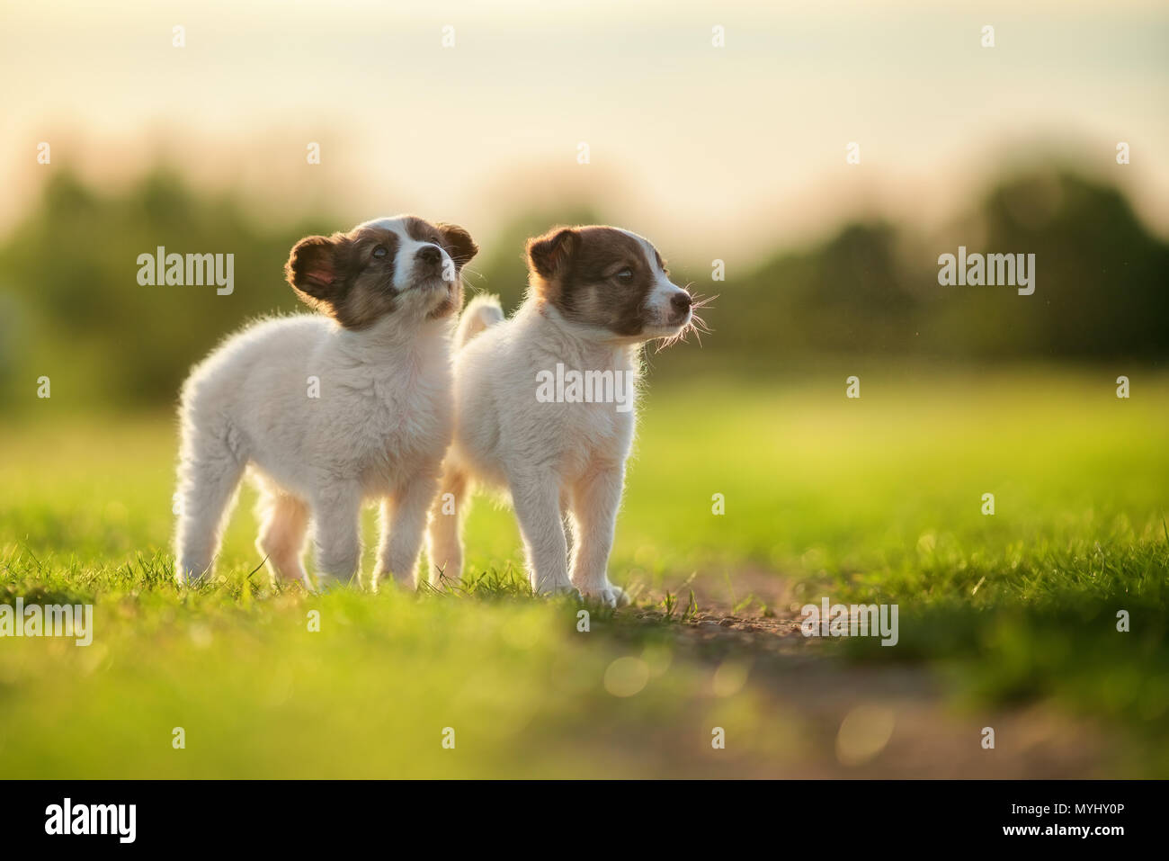 Little girl playing with dogs hi-res stock photography and images - Alamy