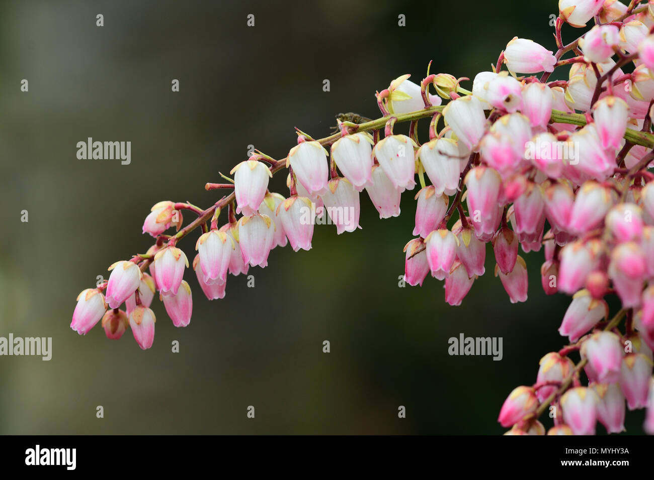 Gaultheria shallon salal spring hi-res stock photography and images - Alamy