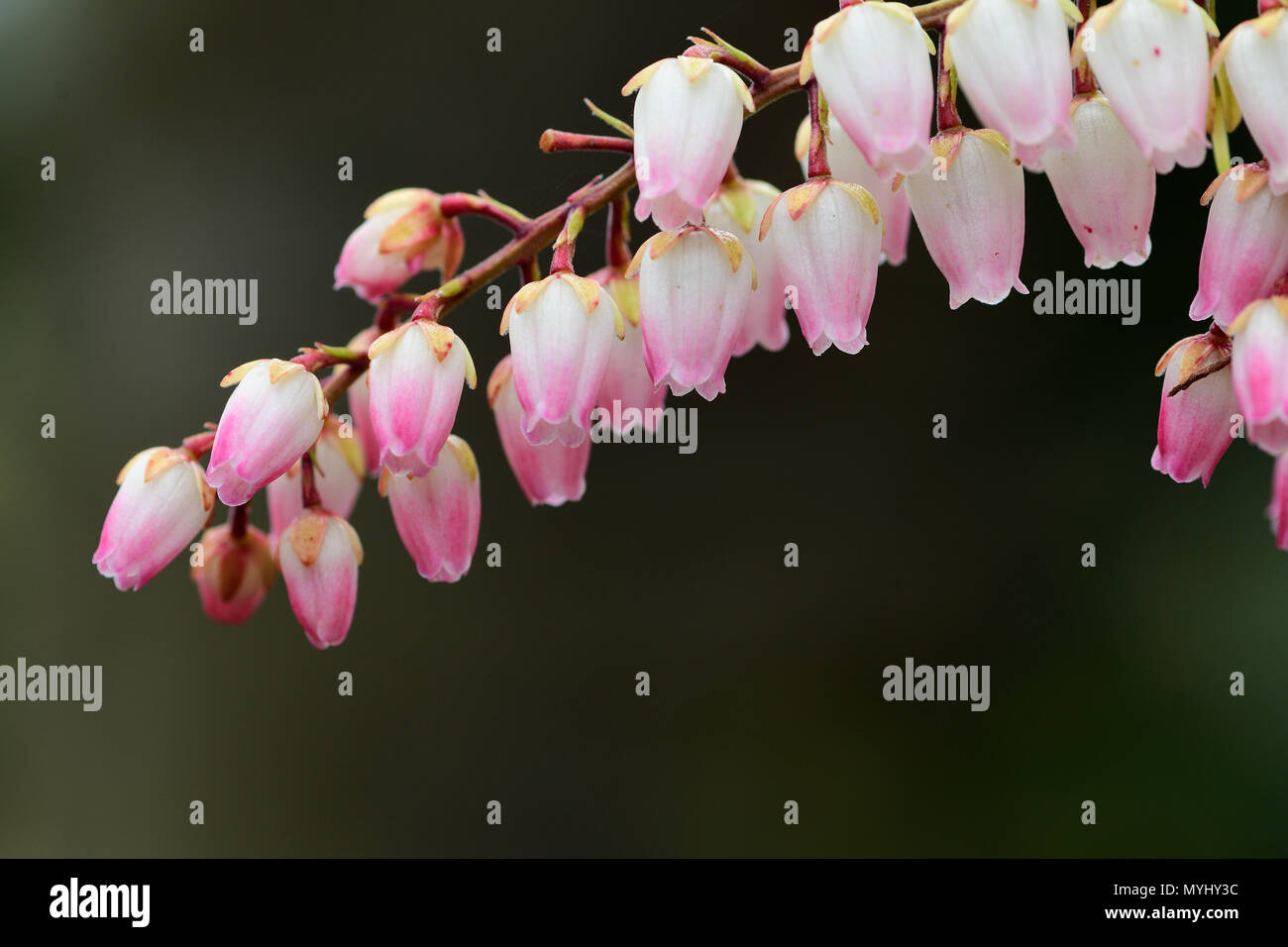 Salal plant hi-res stock photography and images - Alamy