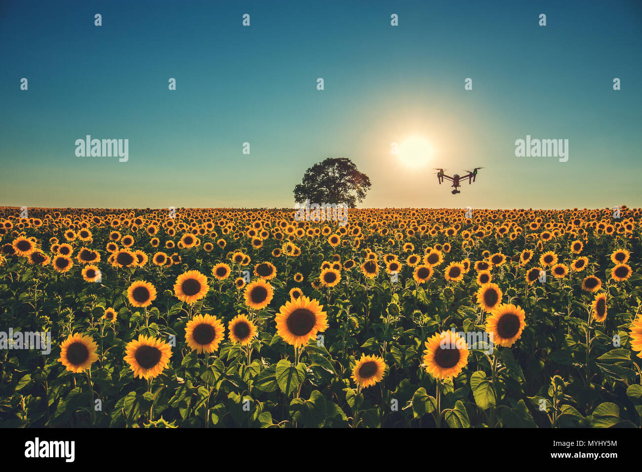 Flying drone and sunflower field Stock Photo - Alamy