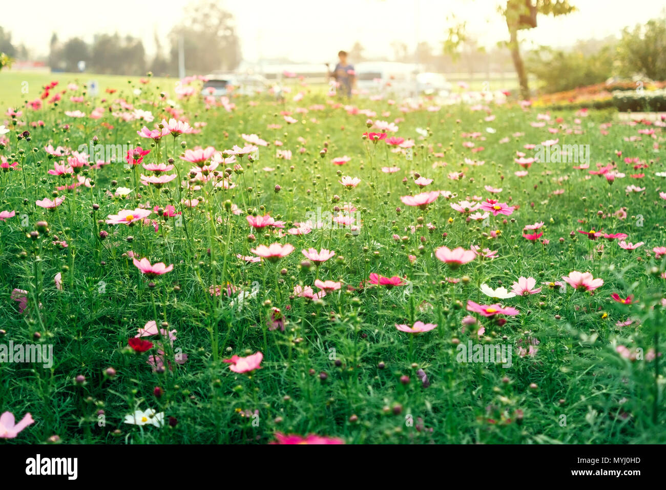 Close - up of Cosmos flower and pink starship flower on the wayside ...