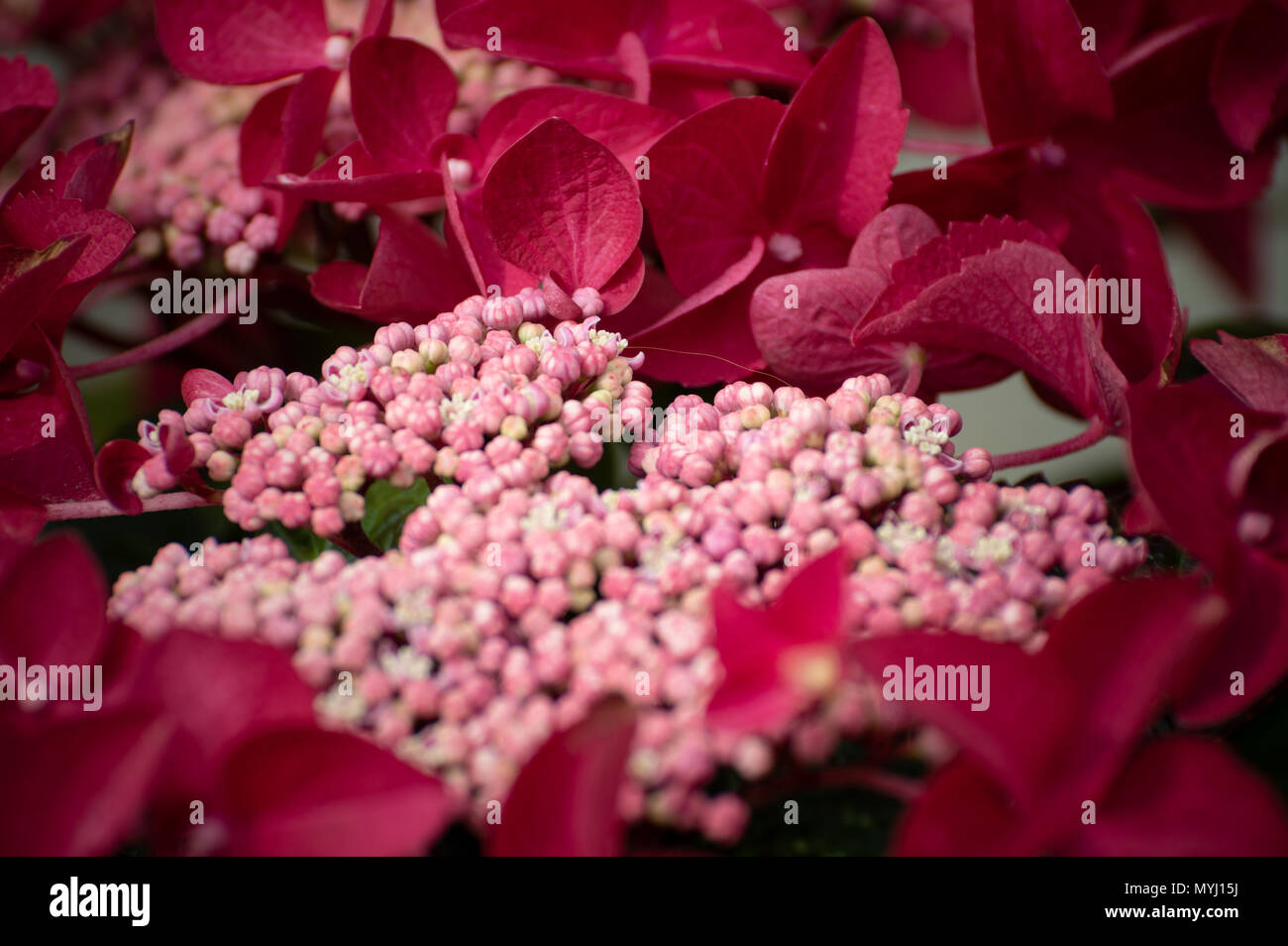 Hydrangea field hi-res stock photography and images - Alamy