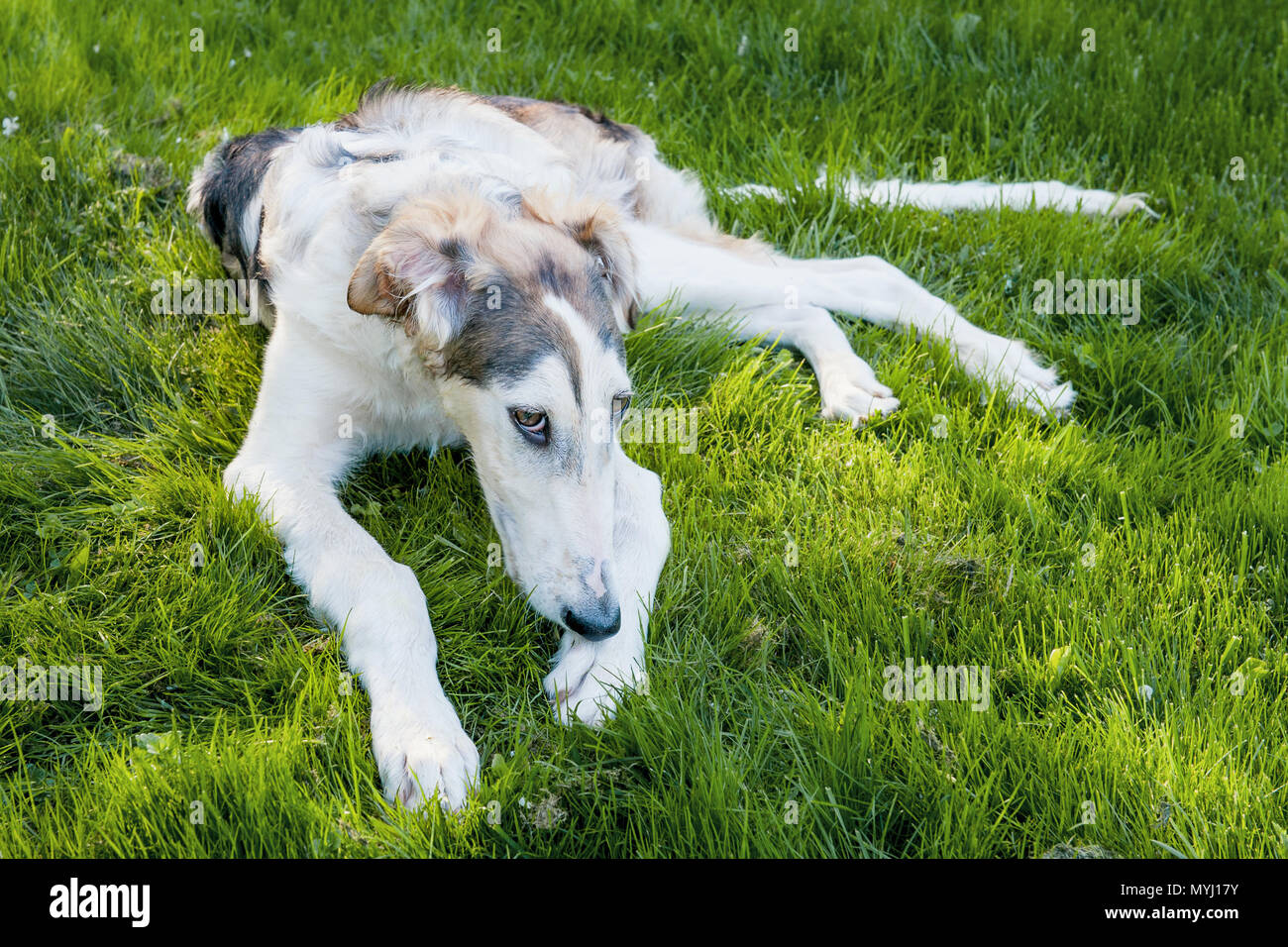 Sad big white dog Russian Greyhound sick on the lawn in the street ...