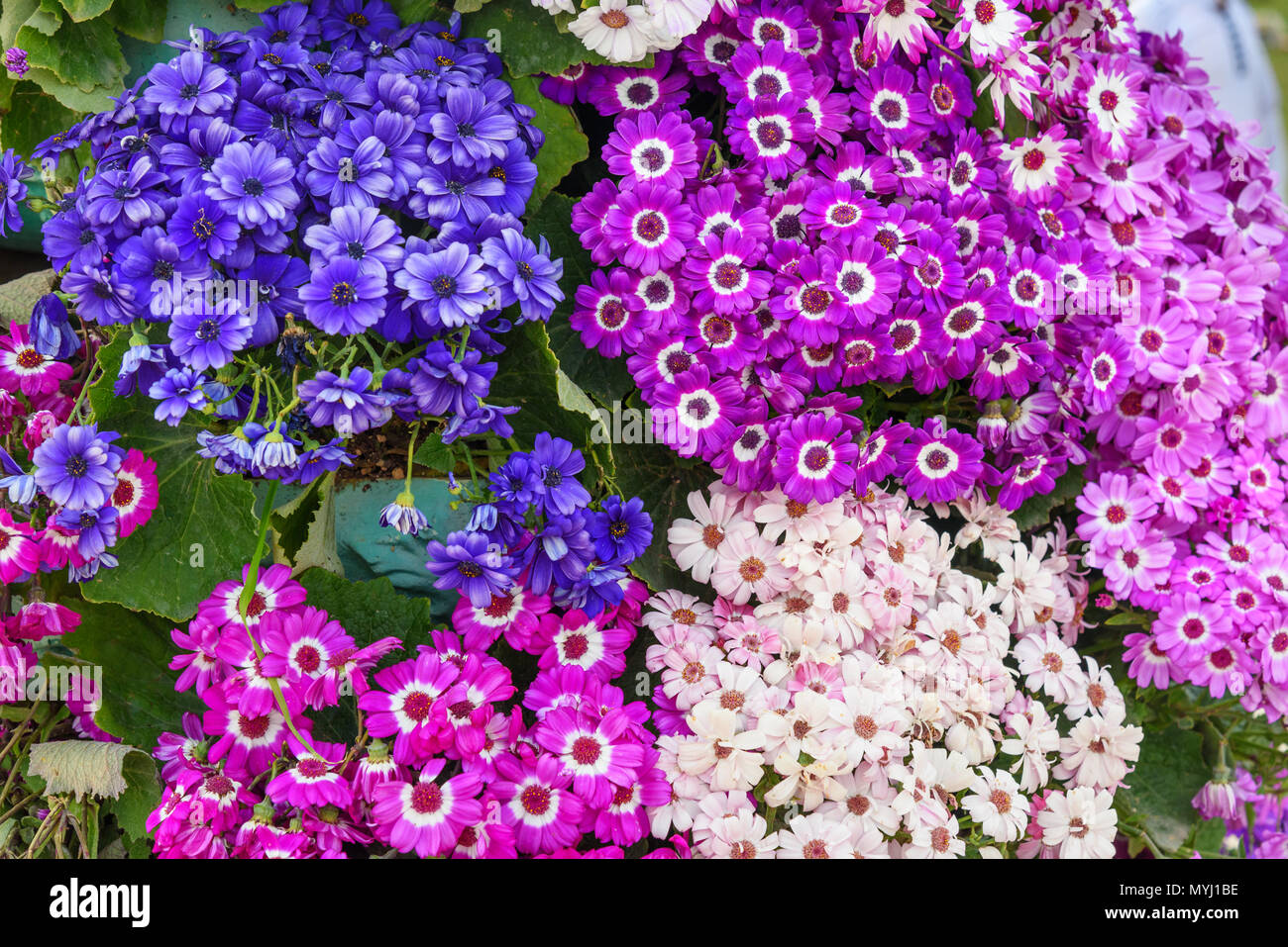 Mixed cineraria flowers on flower bed. Pink blue violet purple and ...