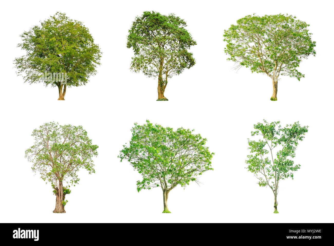 Set of tree shape and Tree branch on white background for isolated ...