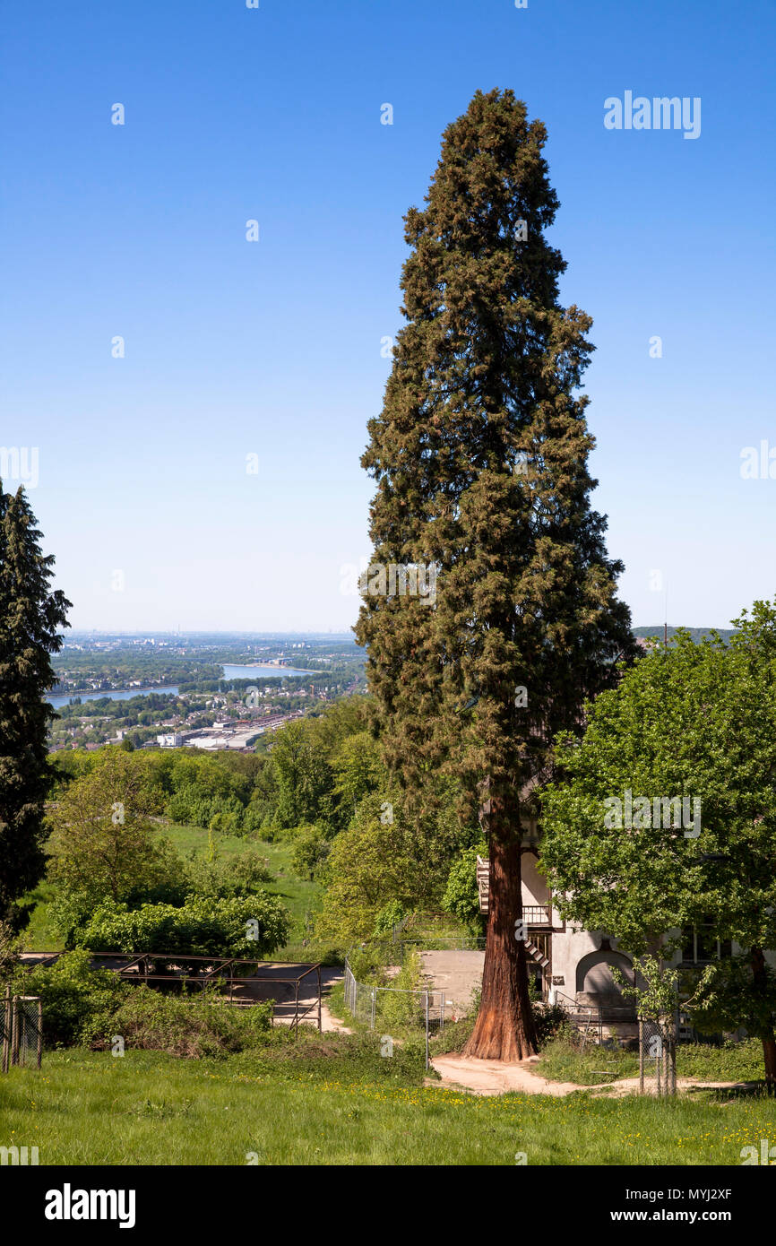 Europe, Germany, Siebengebirge, mammoth tree beside the old restaurant ...