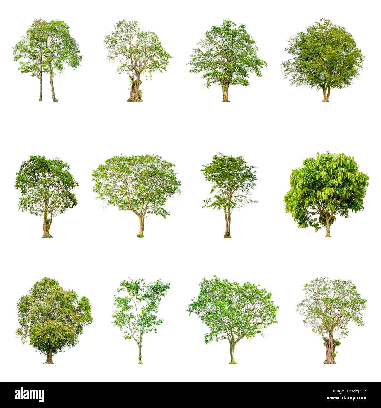 Set of tree shape and Tree branch on white background for isolated ...