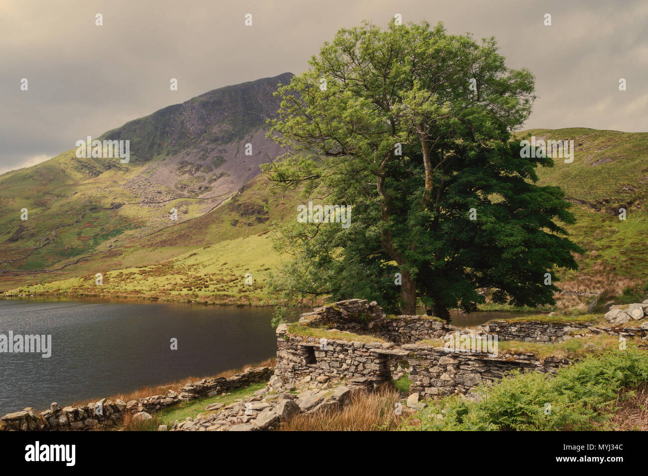 A lone tree by Llyn Y Dywarchen in the Snowdonia National Park, with a ...