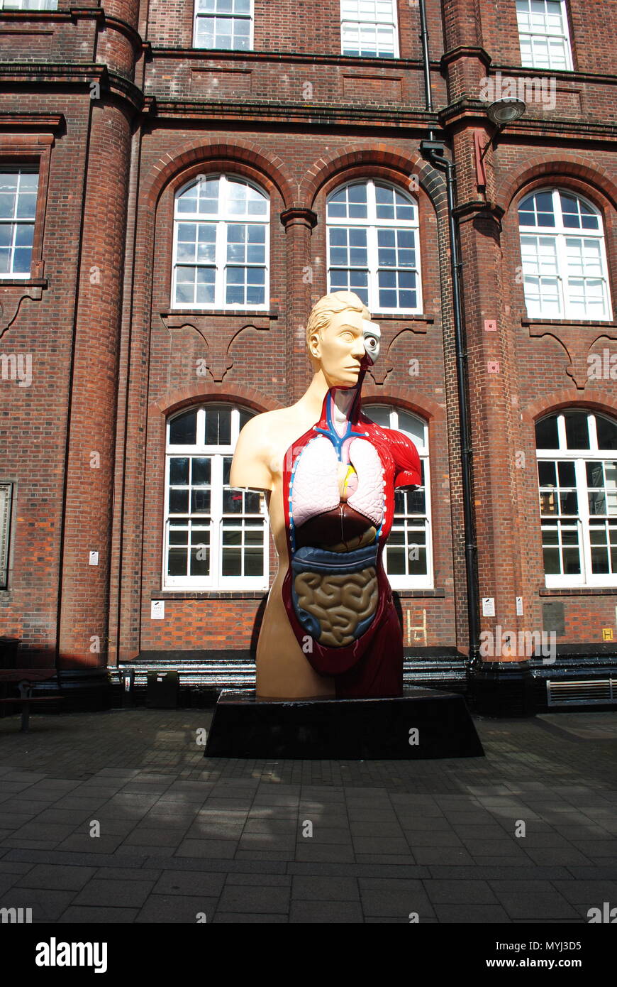 large anatomical figure Stock Photo - Alamy