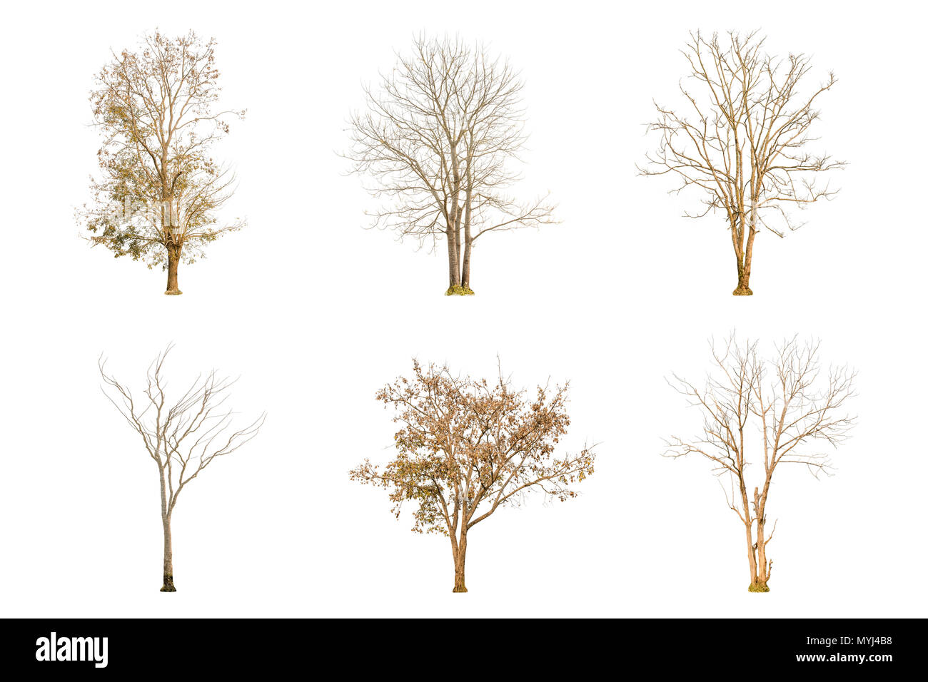 Tree shape collection Cut Out Stock Images & Pictures - Alamy