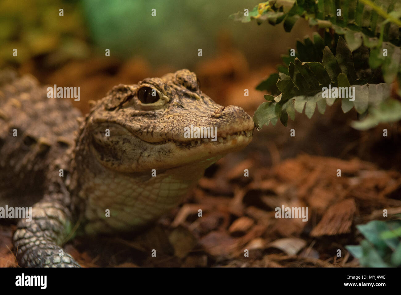 Crocodile zoo animals hi-res stock photography and images - Alamy