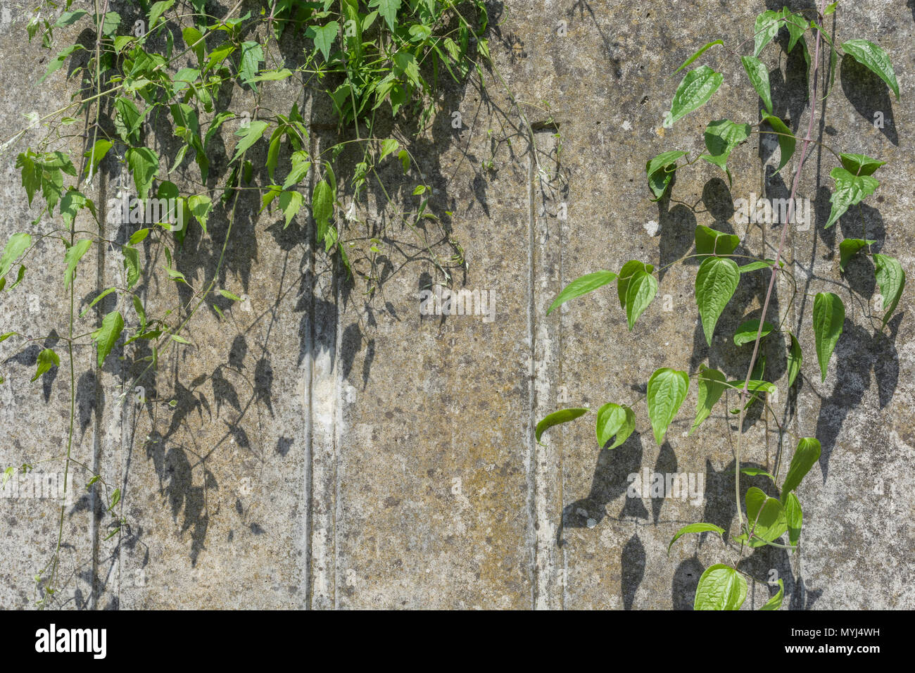 Trailing leaves example hi-res stock photography and images - Alamy