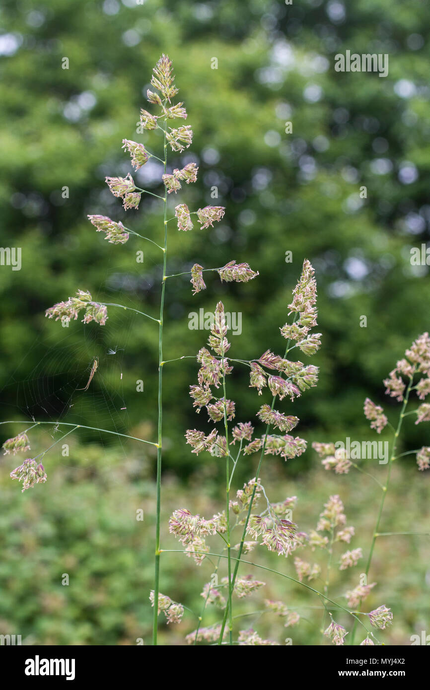 Grass with backgrop hi-res stock photography and images - Alamy