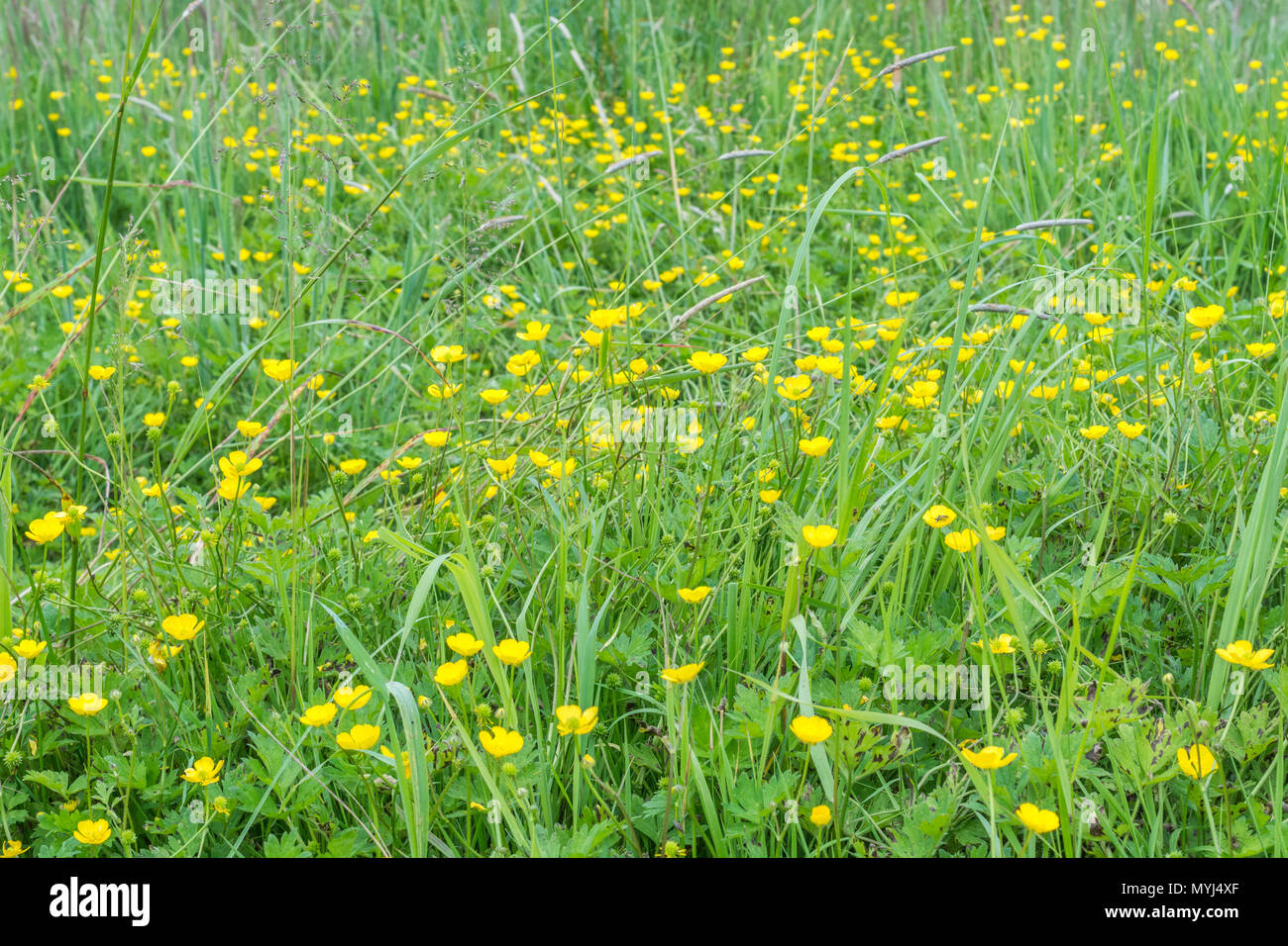 Creeping Buttercups / Ranunculus repens in grassy field. Invasive weeds ...