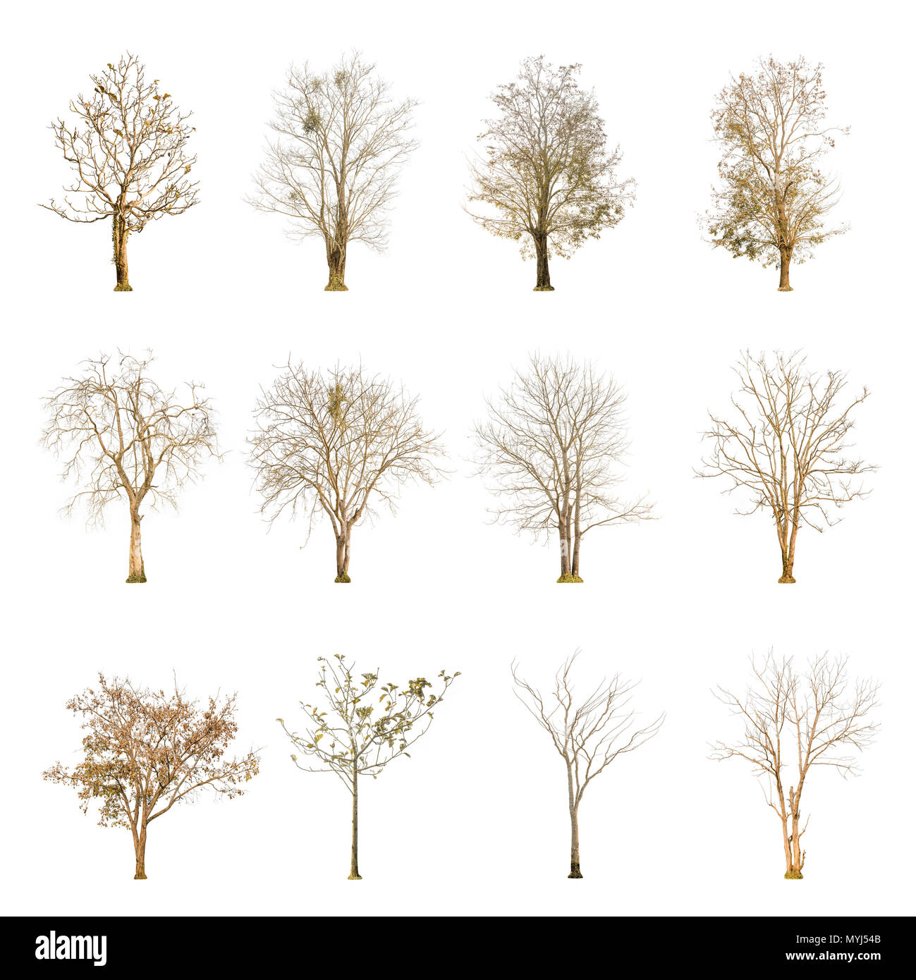 Dead trees stem Cut Out Stock Images & Pictures - Alamy