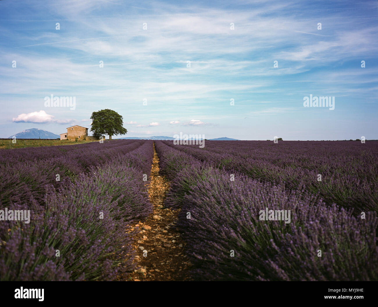 Valensole and house hi-res stock photography and images - Alamy