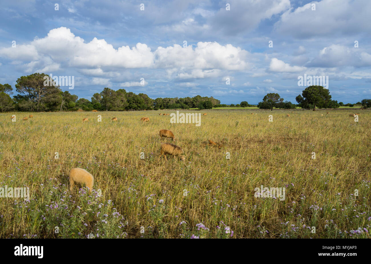 Lawn sheep eating hi-res stock photography and images - Alamy