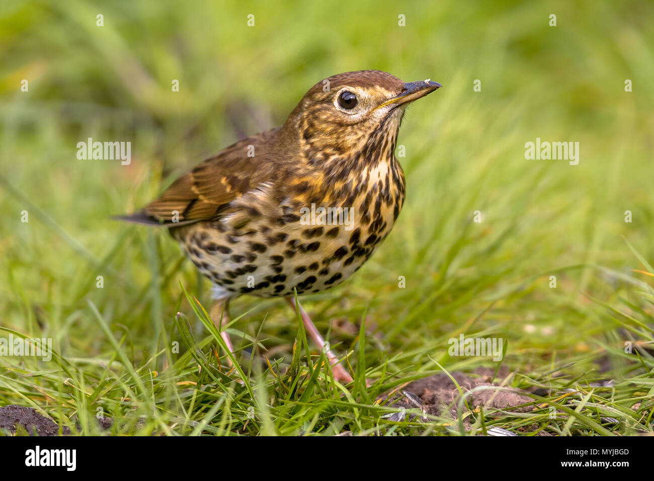 Common garden birds hi-res stock photography and images - Alamy