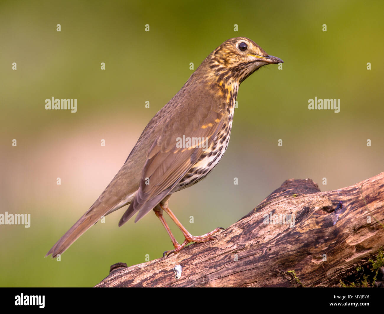 Common garden birds hi-res stock photography and images - Alamy
