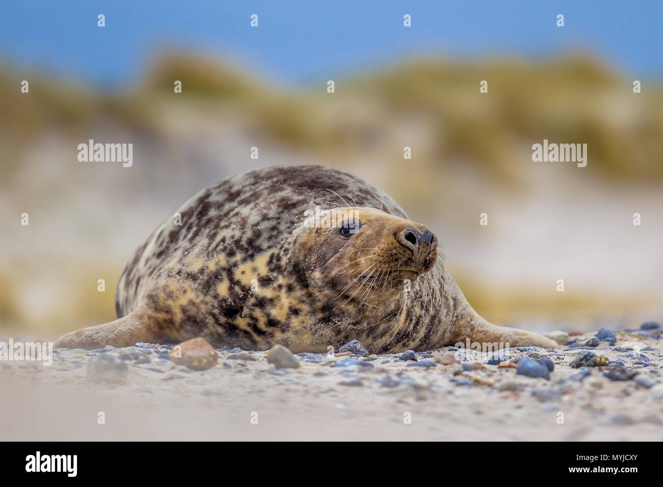 Female Grey seal (Halichoerus grypus) on beach with dunes in background ...