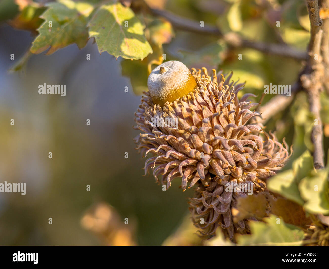 An acorn of turkey oak hi-res stock photography and images - Alamy