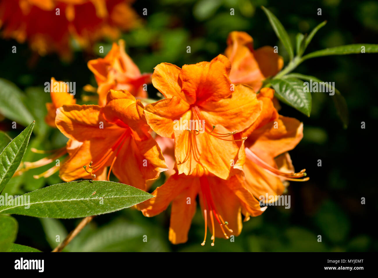 Orange Bushes High Resolution Stock Photography and Images - Alamy