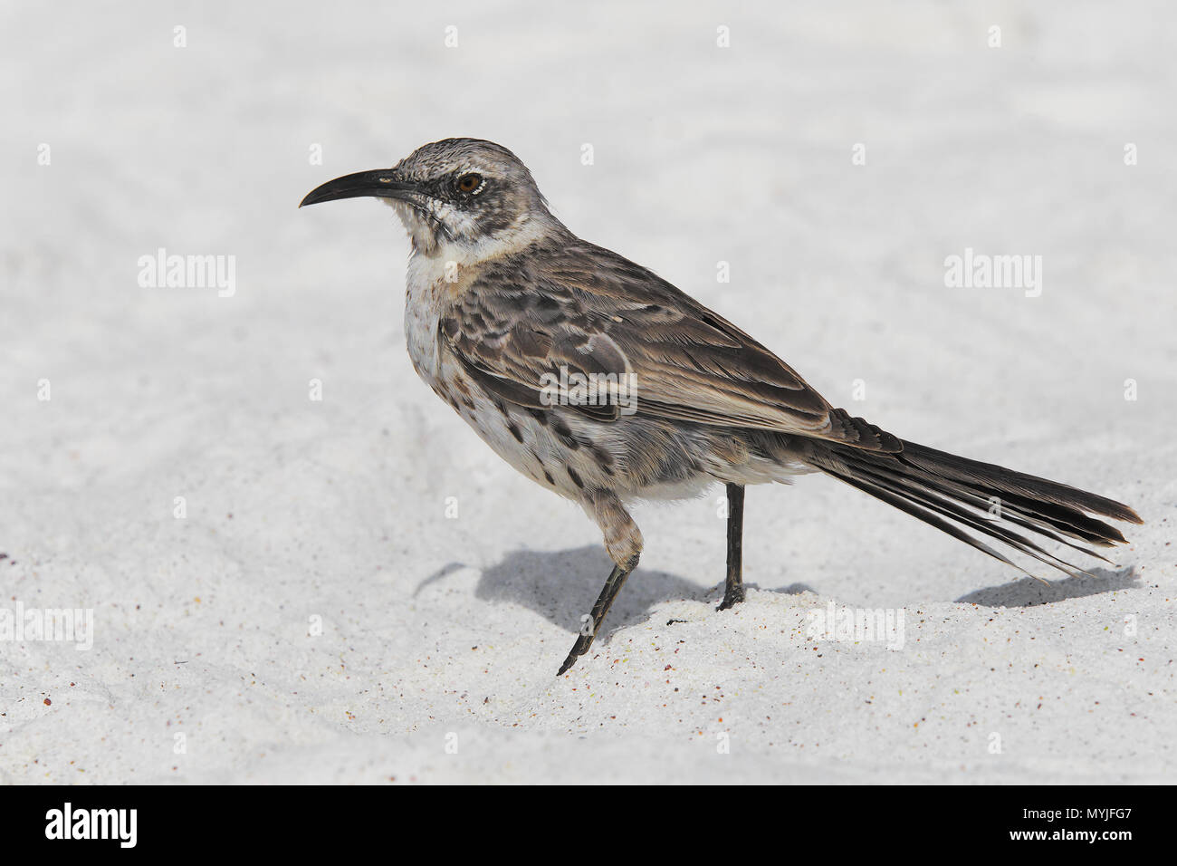 Hood mockingbird mimus macdonaldi hi-res stock photography and images ...