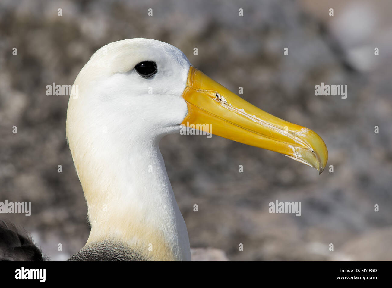 Yellow albatross hi-res stock photography and images - Alamy
