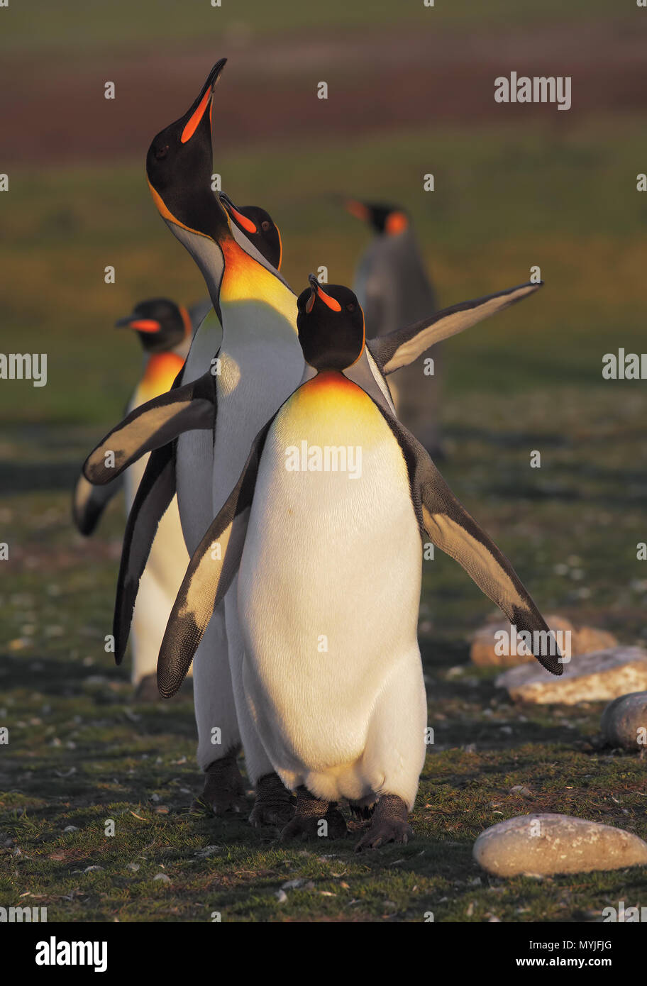 Antarctic Penguin Sunset High Resolution Stock Photography and Images ...