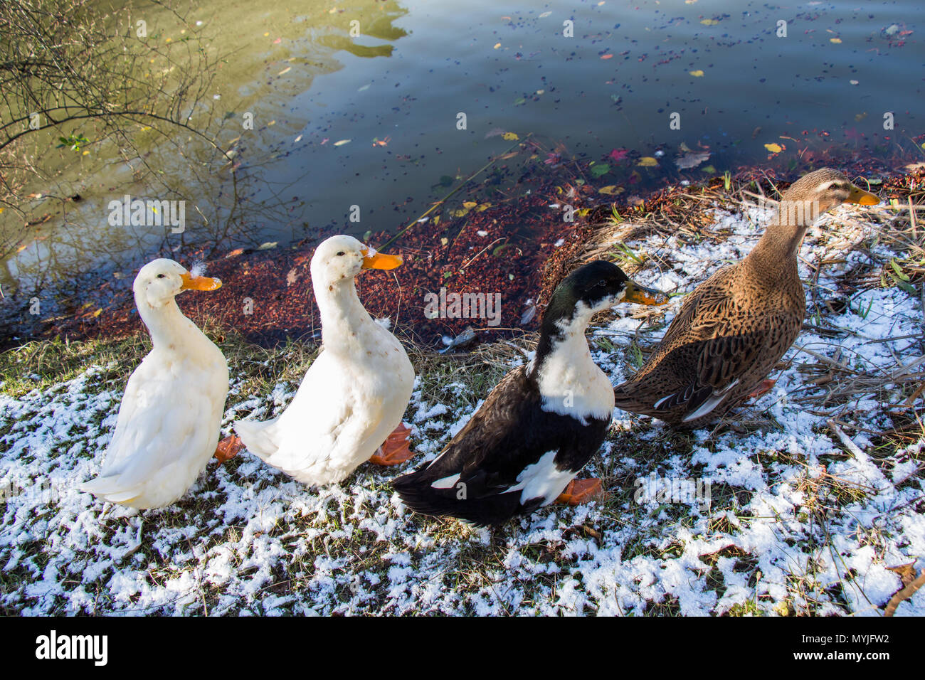 Lonely ducks hi-res stock photography and images - Alamy