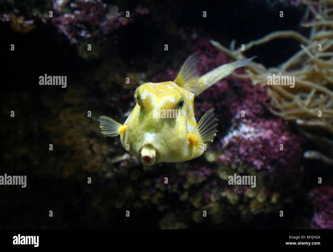 Longhorn cowfish (Lactoria cornuta), native to the Red Sea and Indian ...