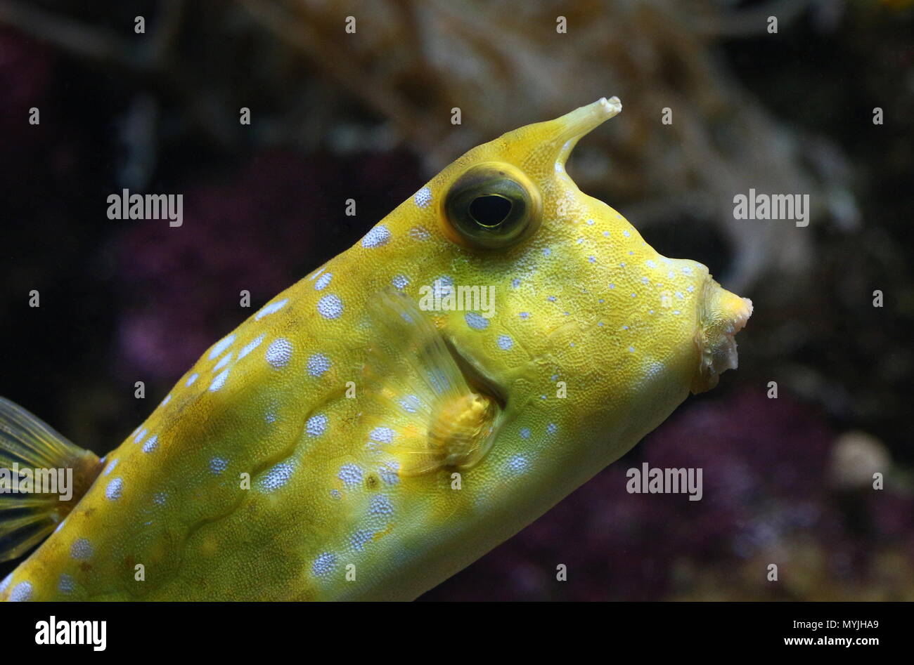 Cow Fish Stock Photos & Cow Fish Stock Images - Alamy