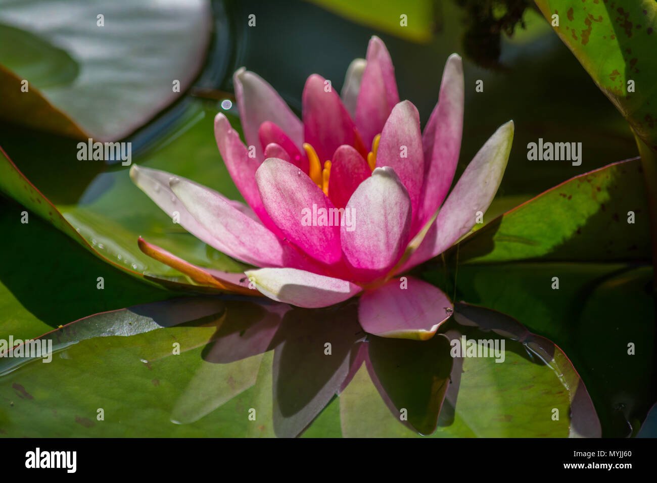Pink Water Lily Stock Photo - Alamy