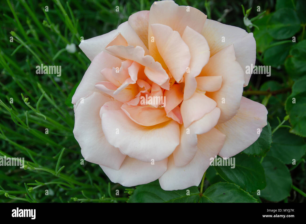 Peach Coloured Rose Stock Photo - Alamy