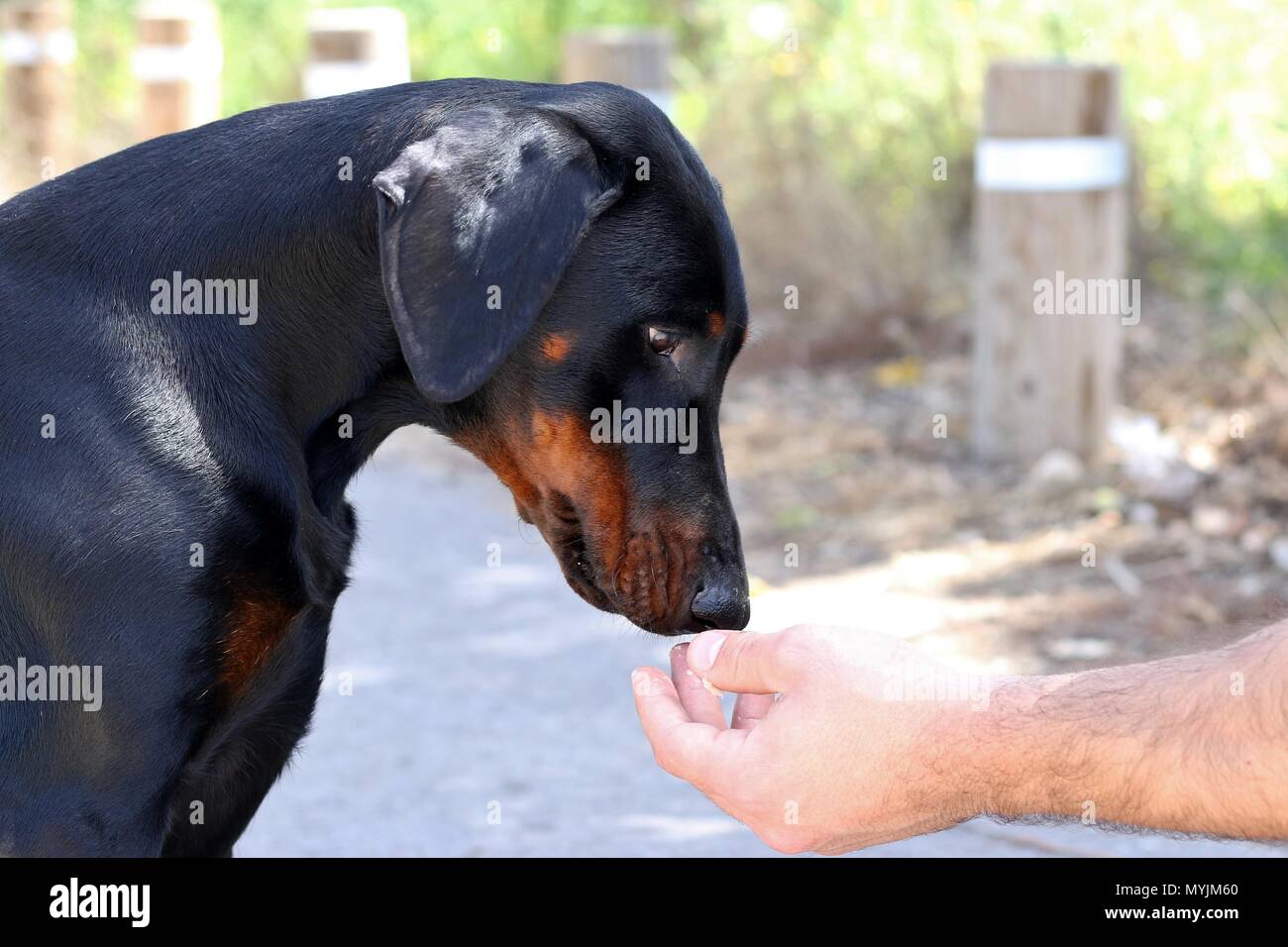 a dog with its owner Stock Photo - Alamy