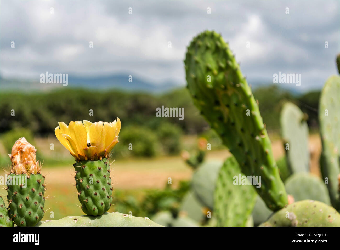 Italy sardinia cactus opuntia ficus indica hi-res stock photography and ...