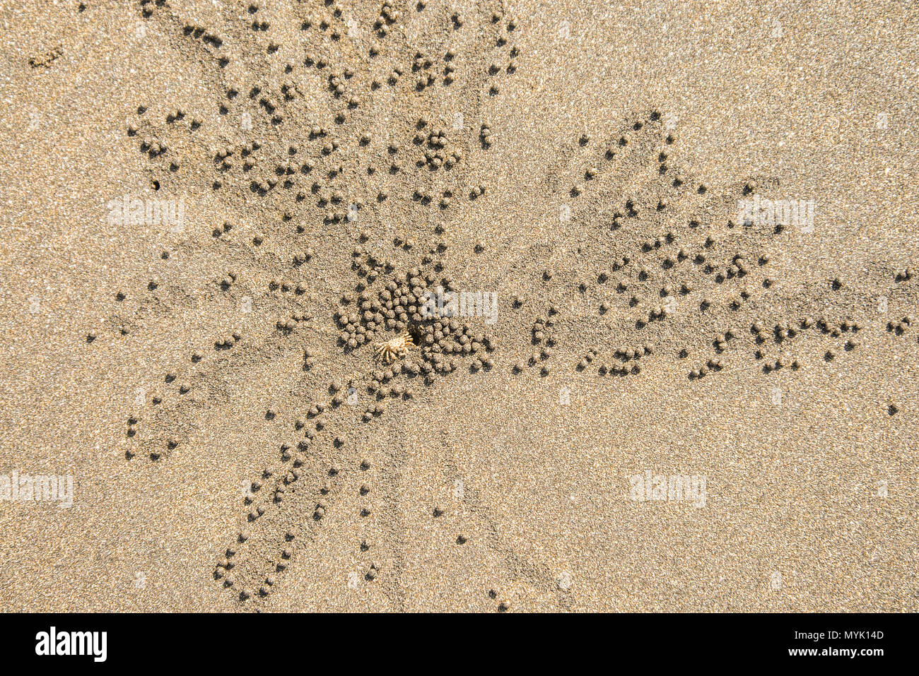 Textured wet sand backgroud with crabs burrows, photo taken at Indian ...