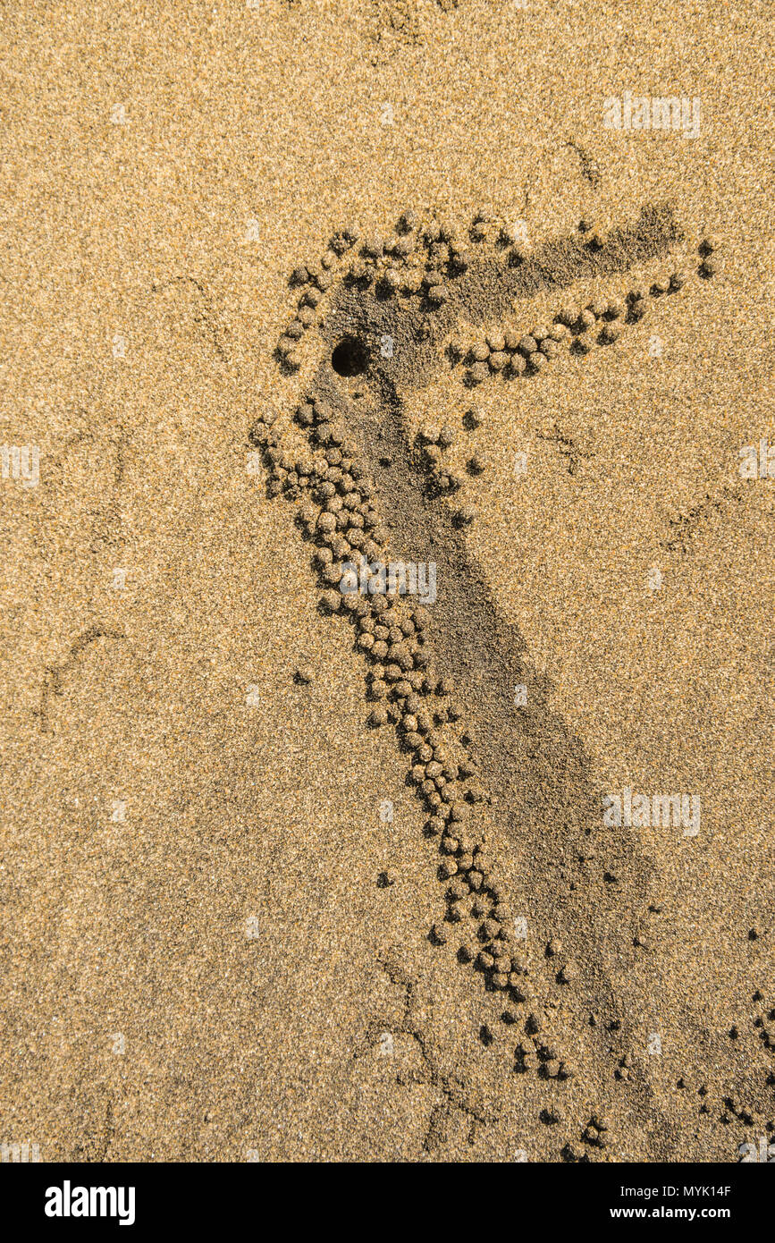 Textured wet sand backgroud with crabs burrows, photo taken at Indian ...