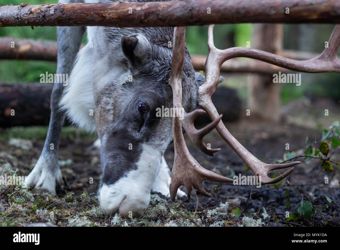 A reindeer eats a bowl in a pen Stock Photo - Alamy
