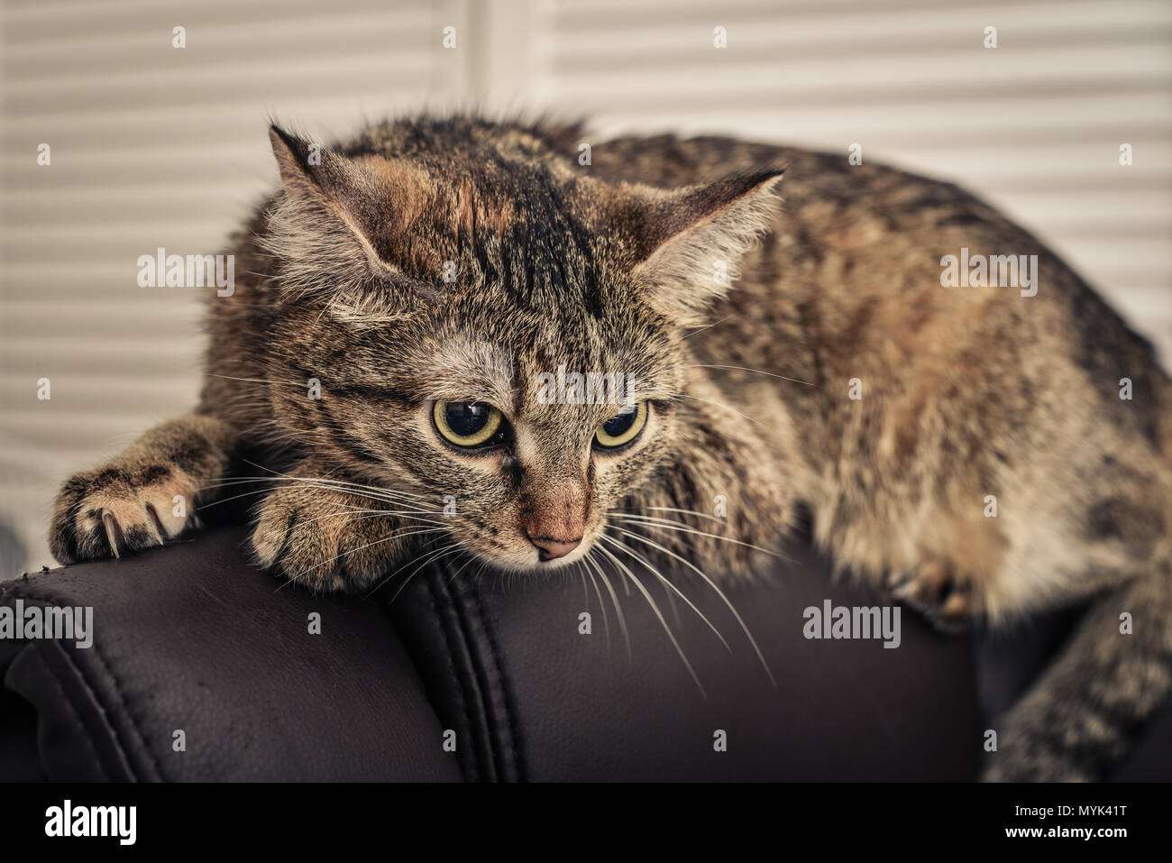 Angry cat hi-res stock photography and images - Alamy