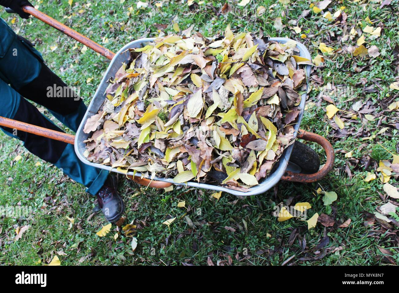 wheelbarrow full of autumn leaves Stock Photo - Alamy