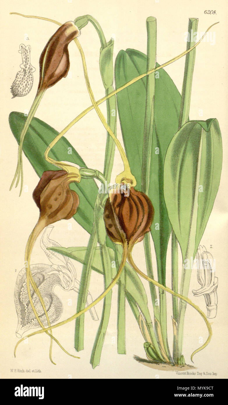 . Illustration of Masdevallia trochilus (as syn. Masdevallia ephippium ...