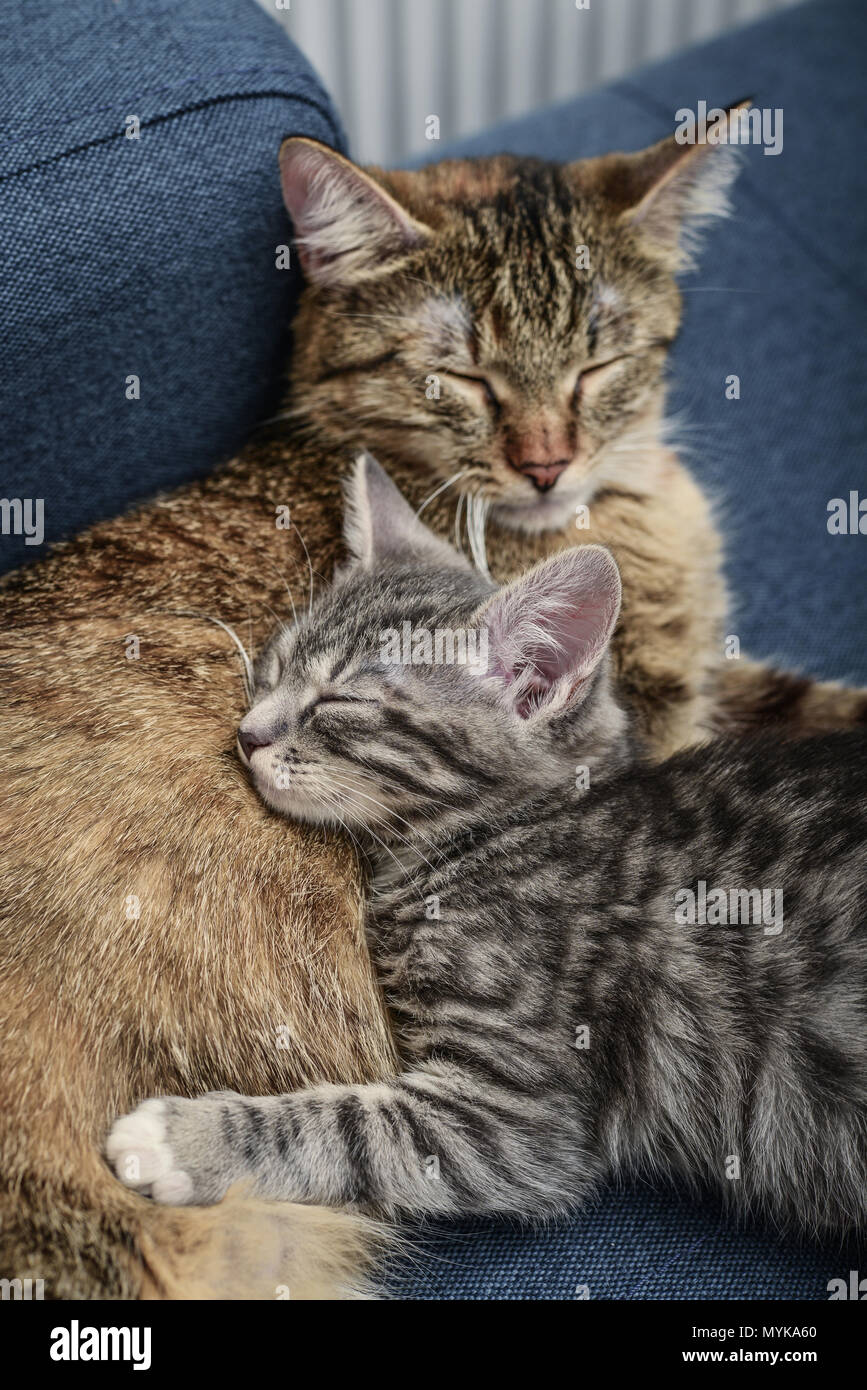 Cat with kitten (mother and daughter) sleep together on blue sofa ...